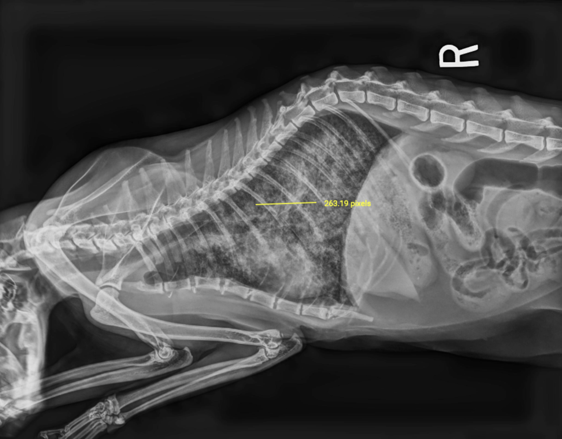 Why DICOM Format Matters in Veterinary Teleradiology