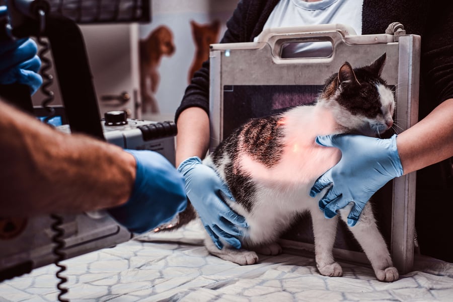10 Hacks for Veterinary Radiographic Positioning