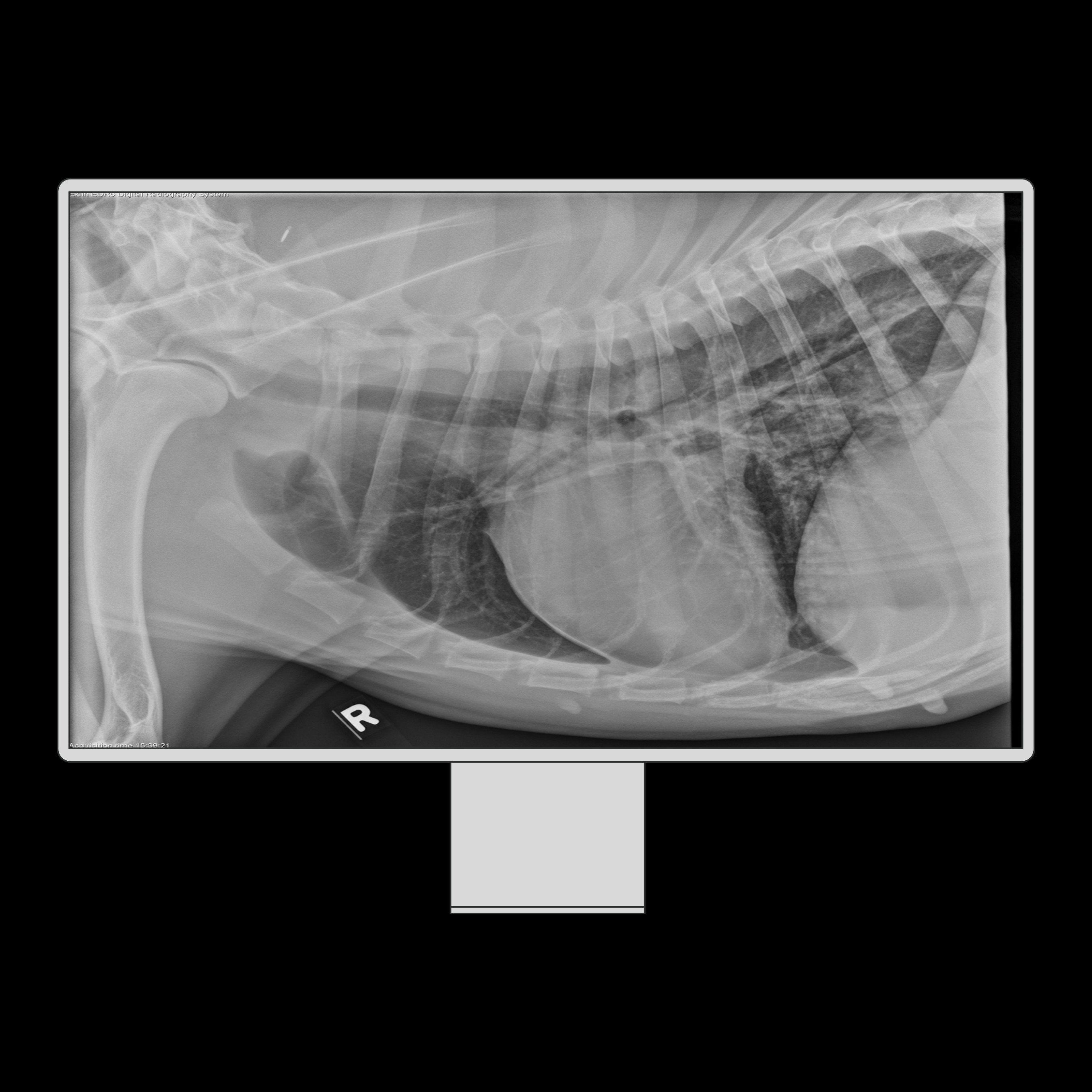 Checklist of Common Chest X-ray Pathologies and diseases that may be ...